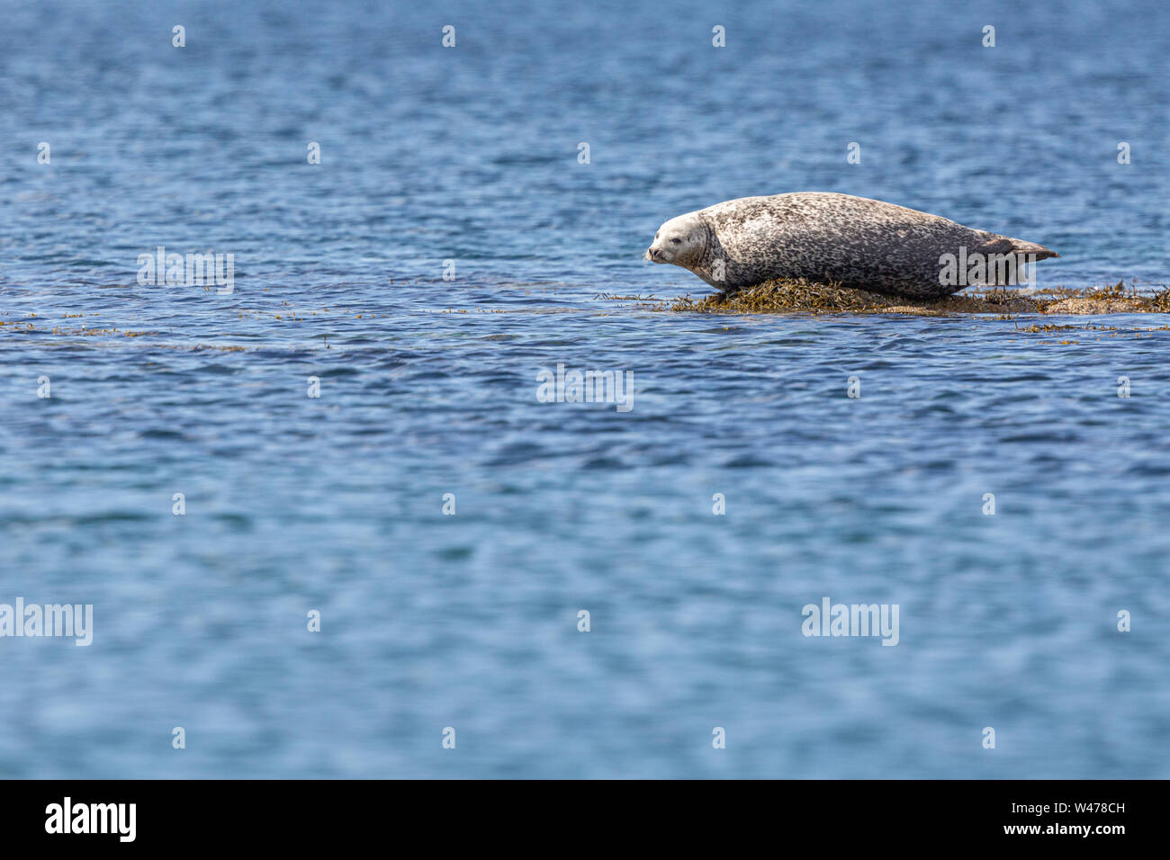 Common Seal, Near Applecross, Scotland Stock Photo - Alamy