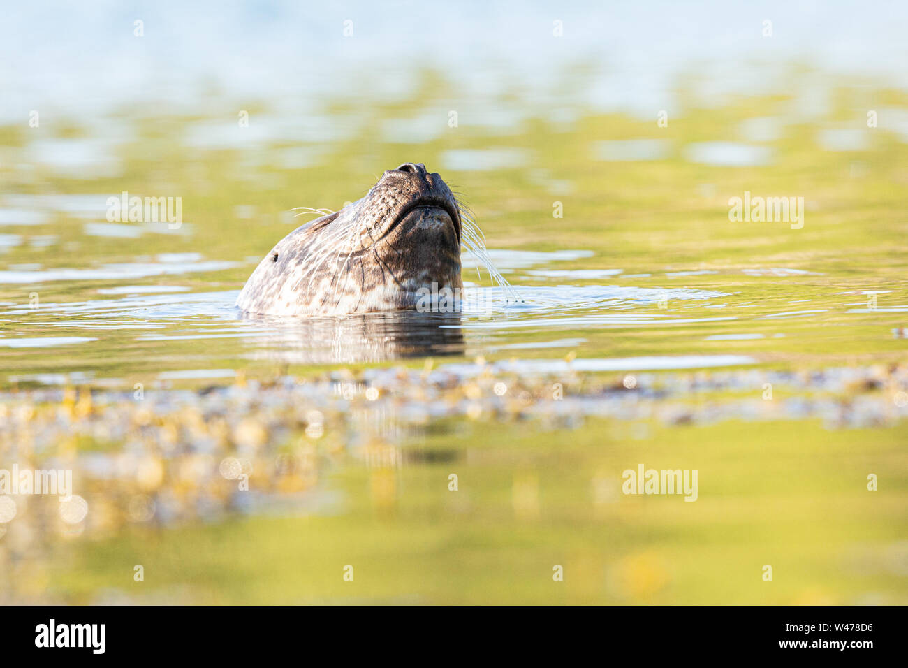Common Seal, Near Applecross, Scotland Stock Photo - Alamy