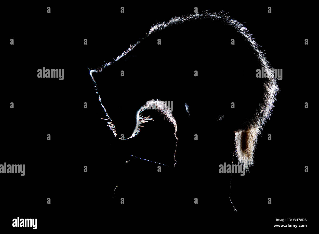 Animal hair backlit silhouette hi-res stock photography and images - Alamy