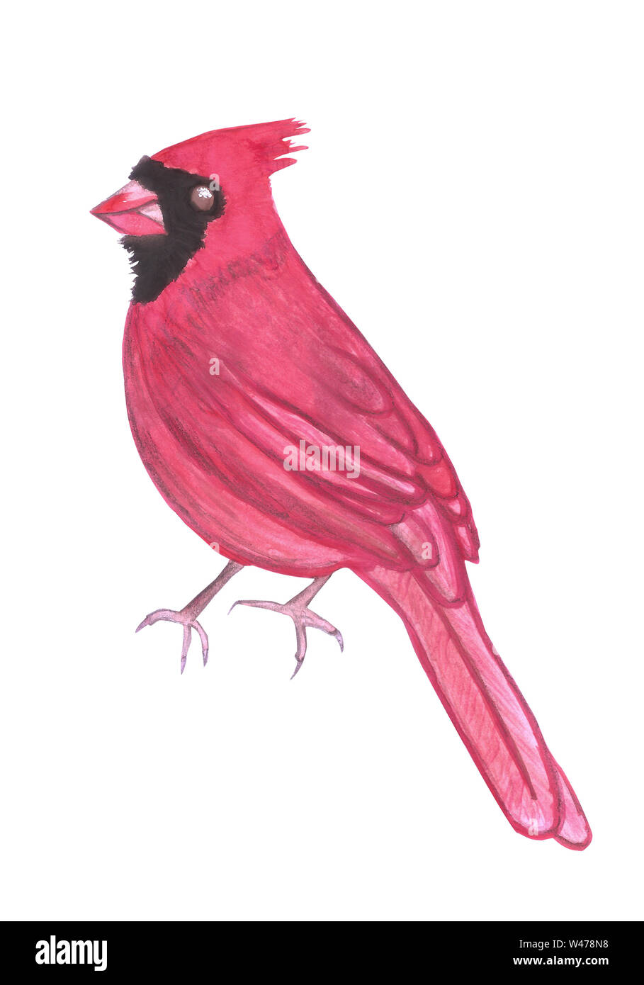 Northern cardinal hi-res stock photography and images - Alamy