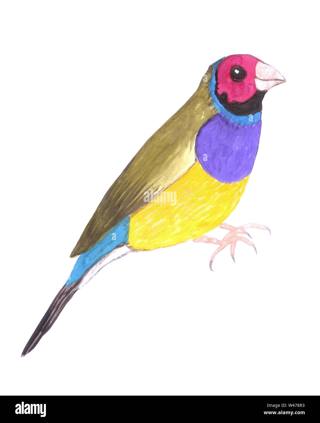 Male gouldian finch bird hi-res stock photography and images - Alamy