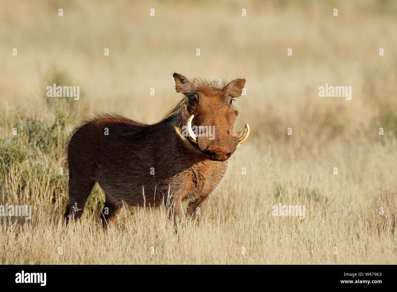 A warthog (Phacochoerus africanus) in natural habitat, South Africa ...