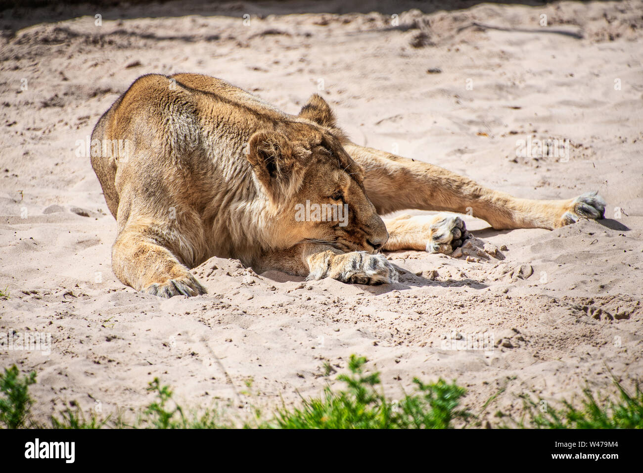 Female lioness laying on the ground in sun Stock Photo - Alamy