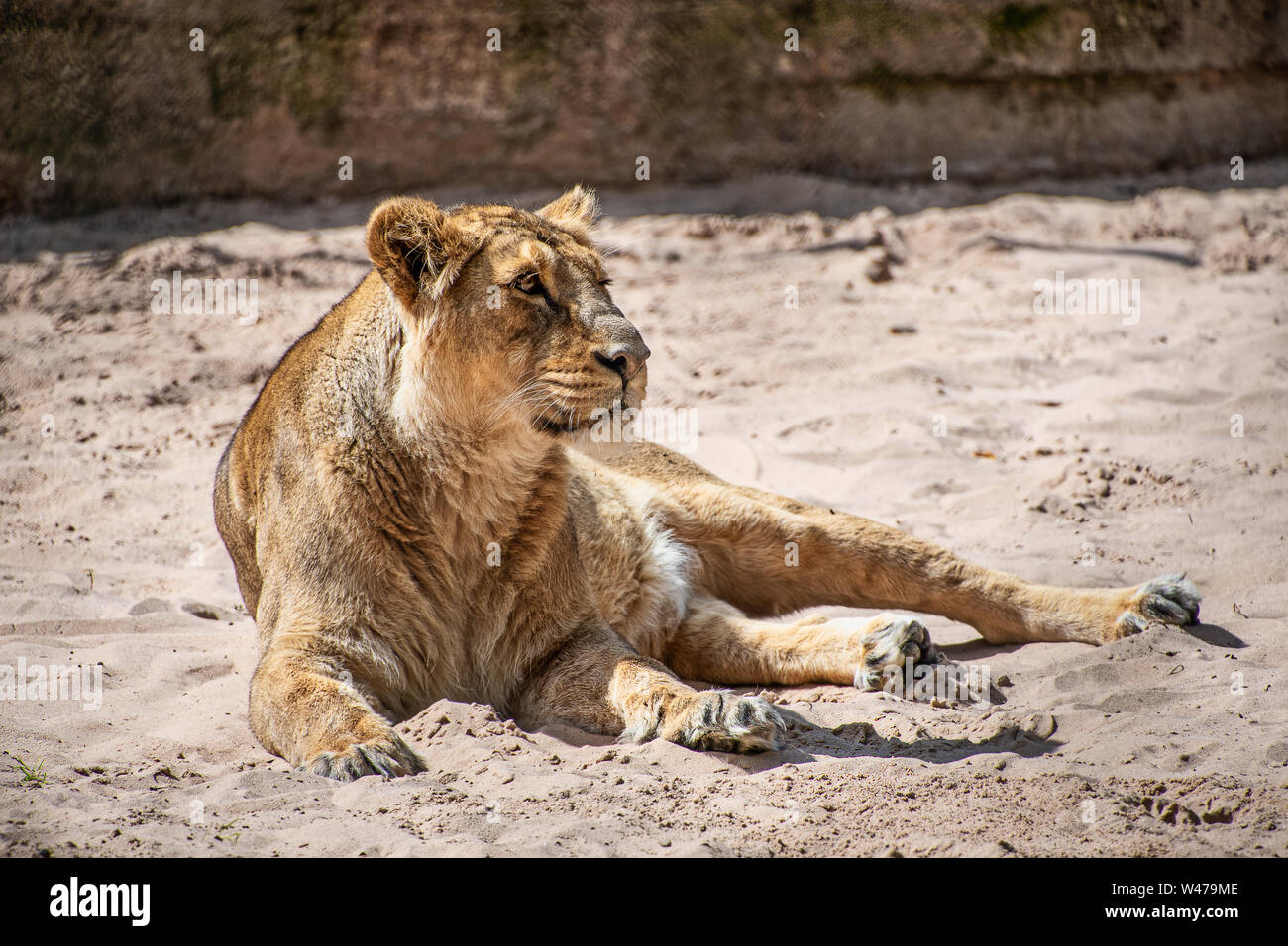 Female lioness laying on the ground in sun Stock Photo - Alamy