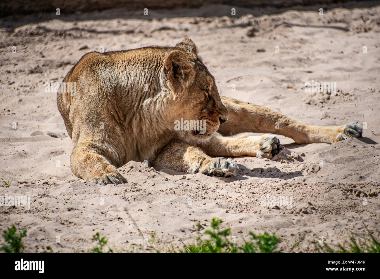 Female lioness laying on the ground in sun Stock Photo - Alamy