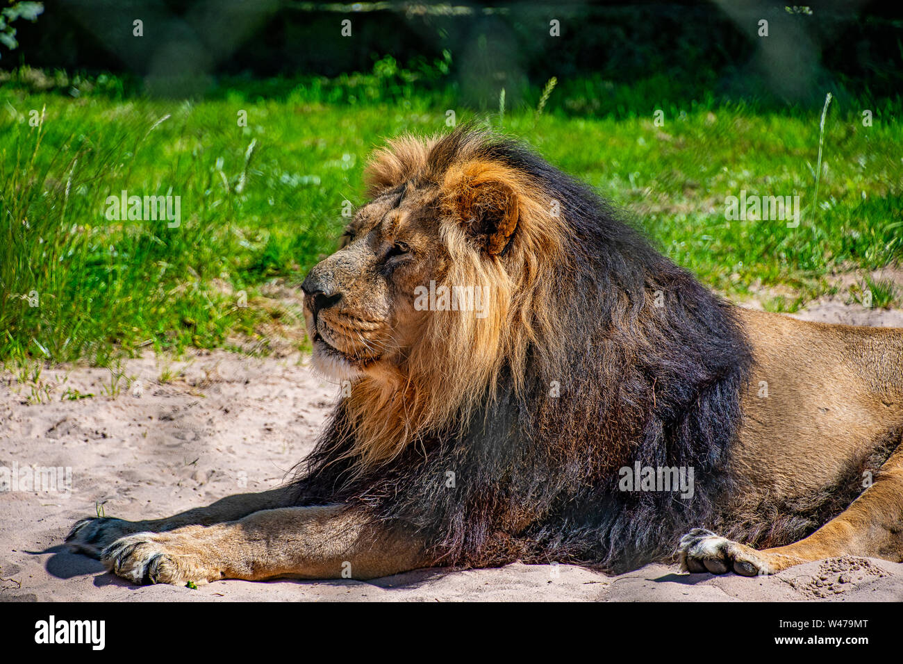 Lion laying down hi-res stock photography and images - Alamy