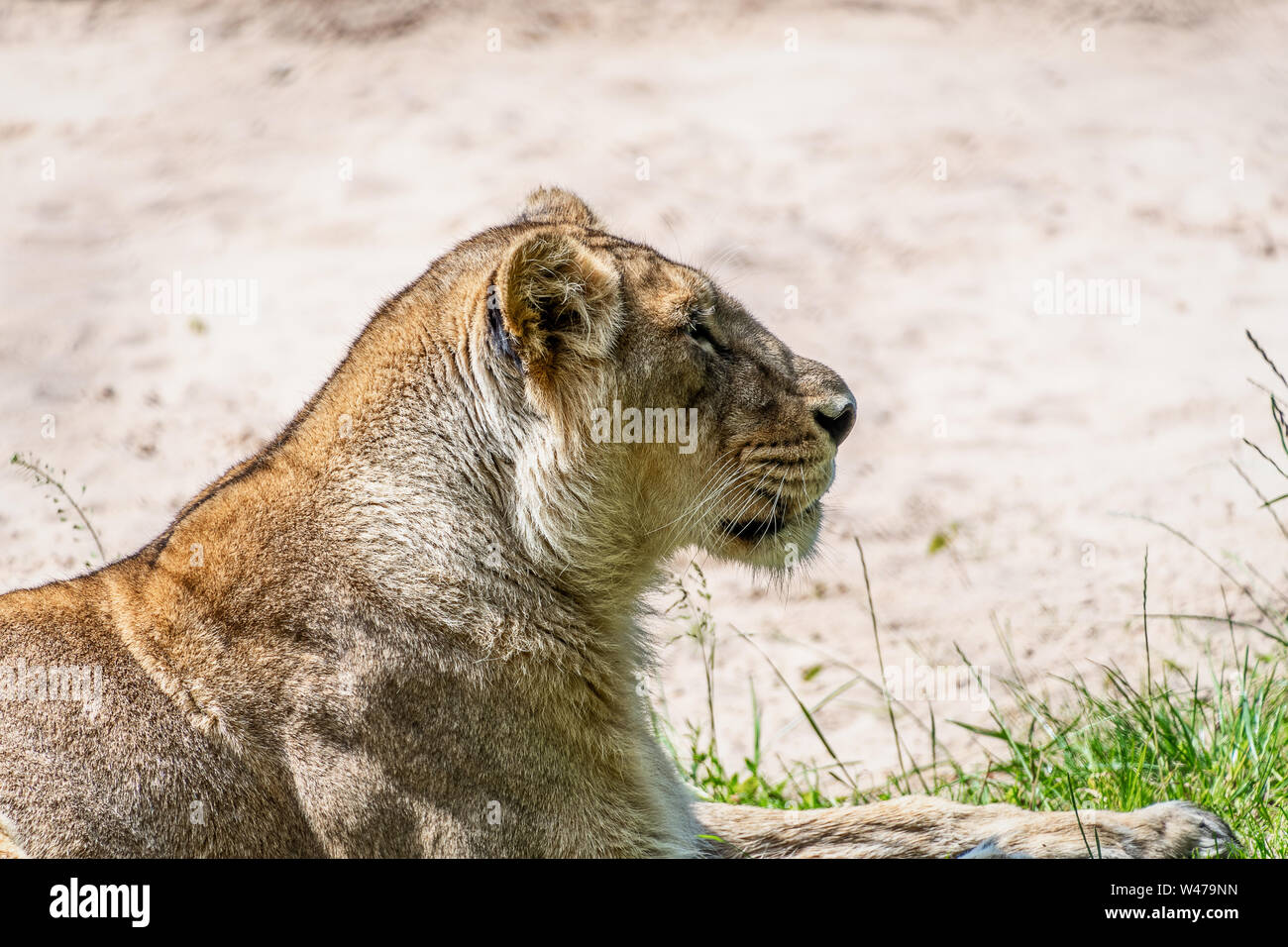 Female Lion Side Profile