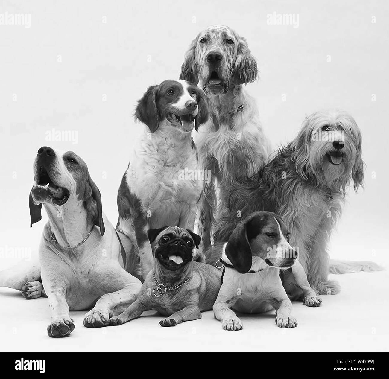Domestic dogs Black and White Stock Photos & Images - Alamy