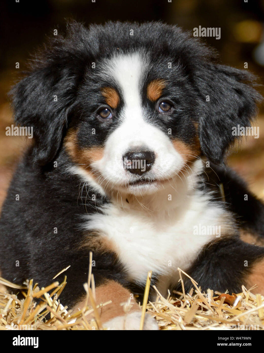 Bernie’s Mountain dog puppy Stock Photo - Alamy