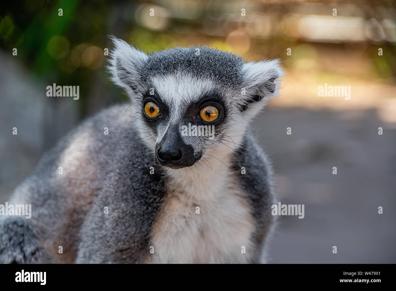 Close portrait view of a ring tailed lemurs head Stock Photo - Alamy
