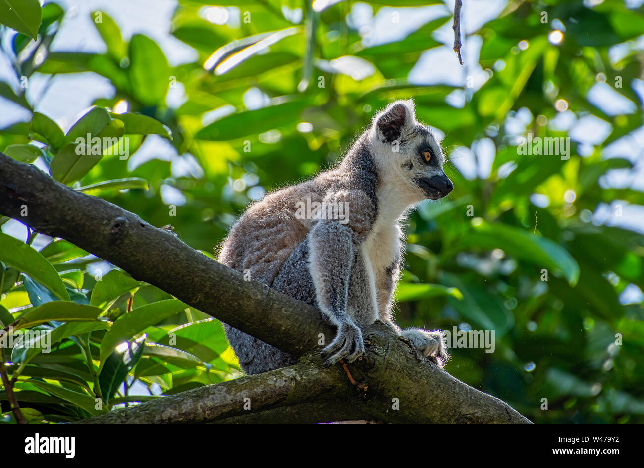 Ring tailed Lemur sitting high in a tree Stock Photo - Alamy