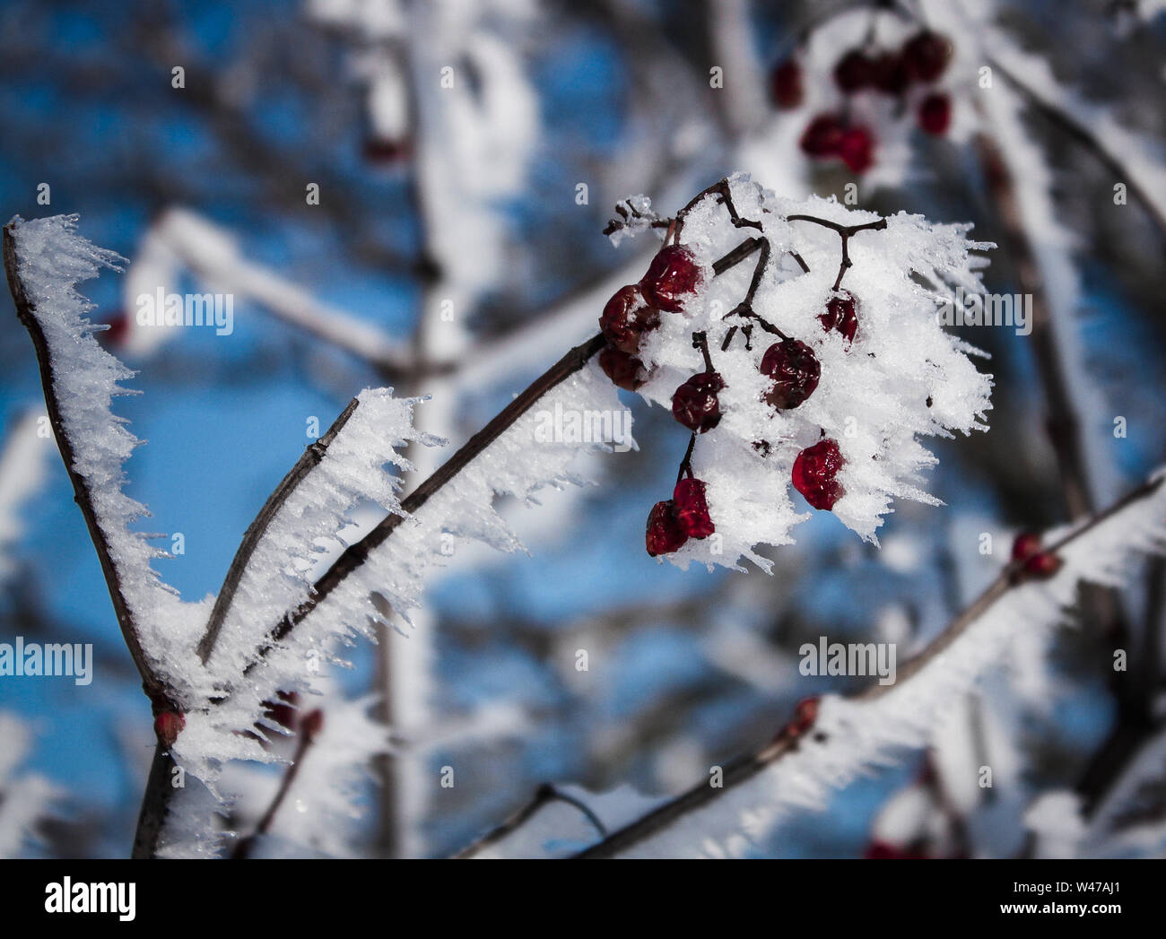 Snowy shrub with red berries hi-res stock photography and images - Alamy