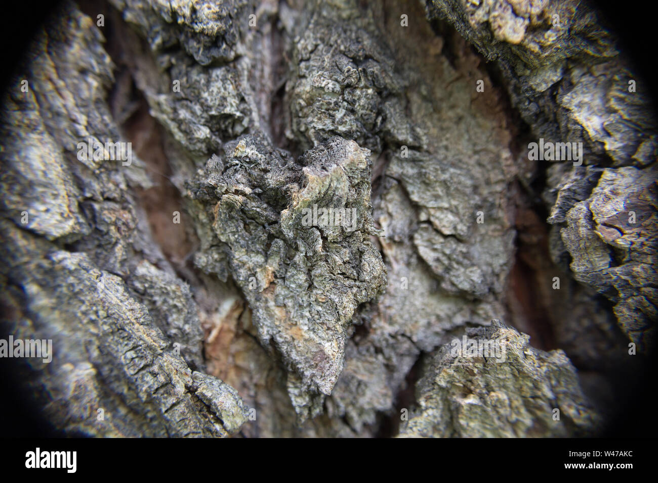 Wood under microscope hi-res stock photography and images - Alamy