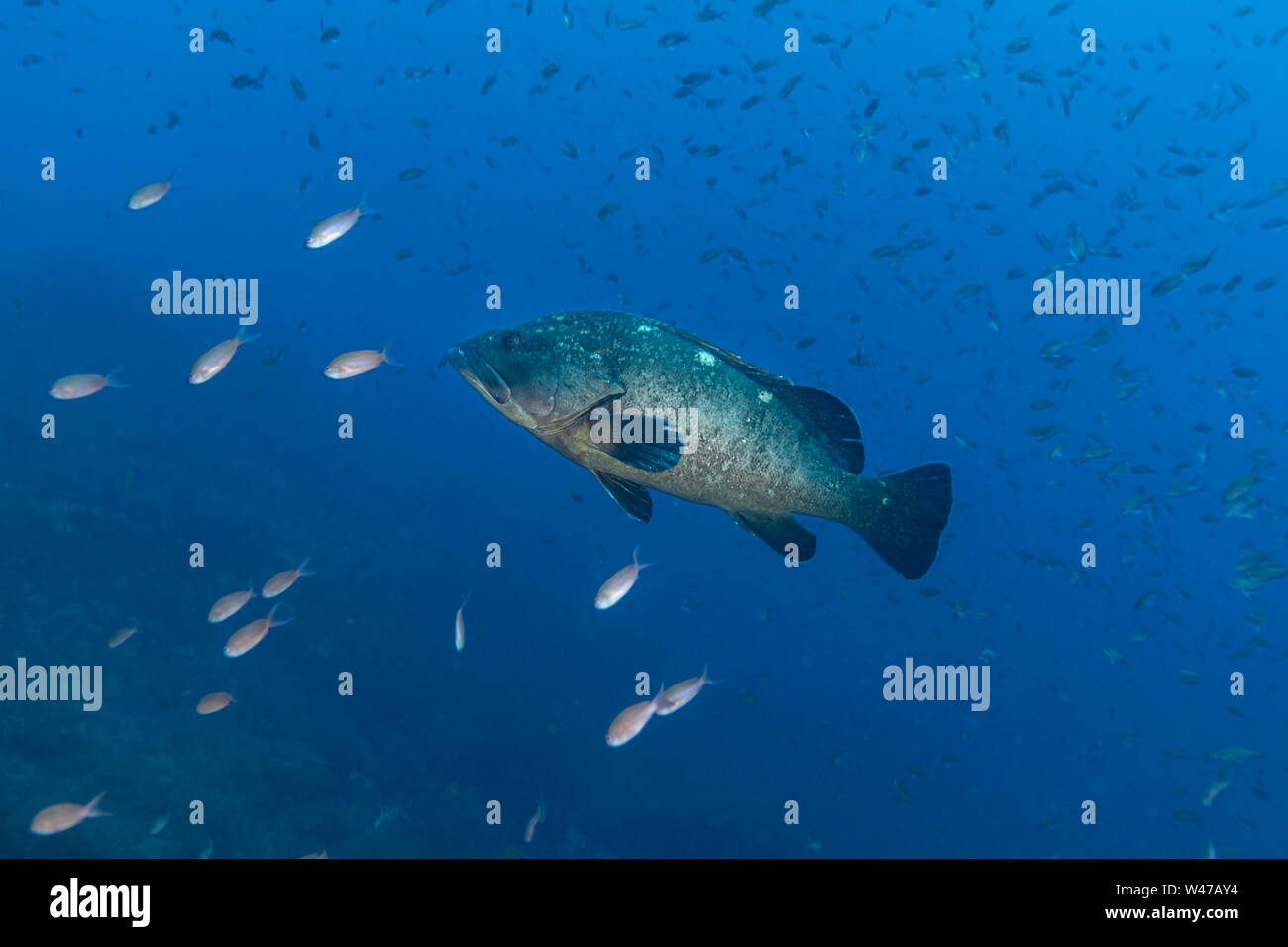 Dusky grouper-Mérou brun (Epinephelus marginatus) of mediterranean sea ...