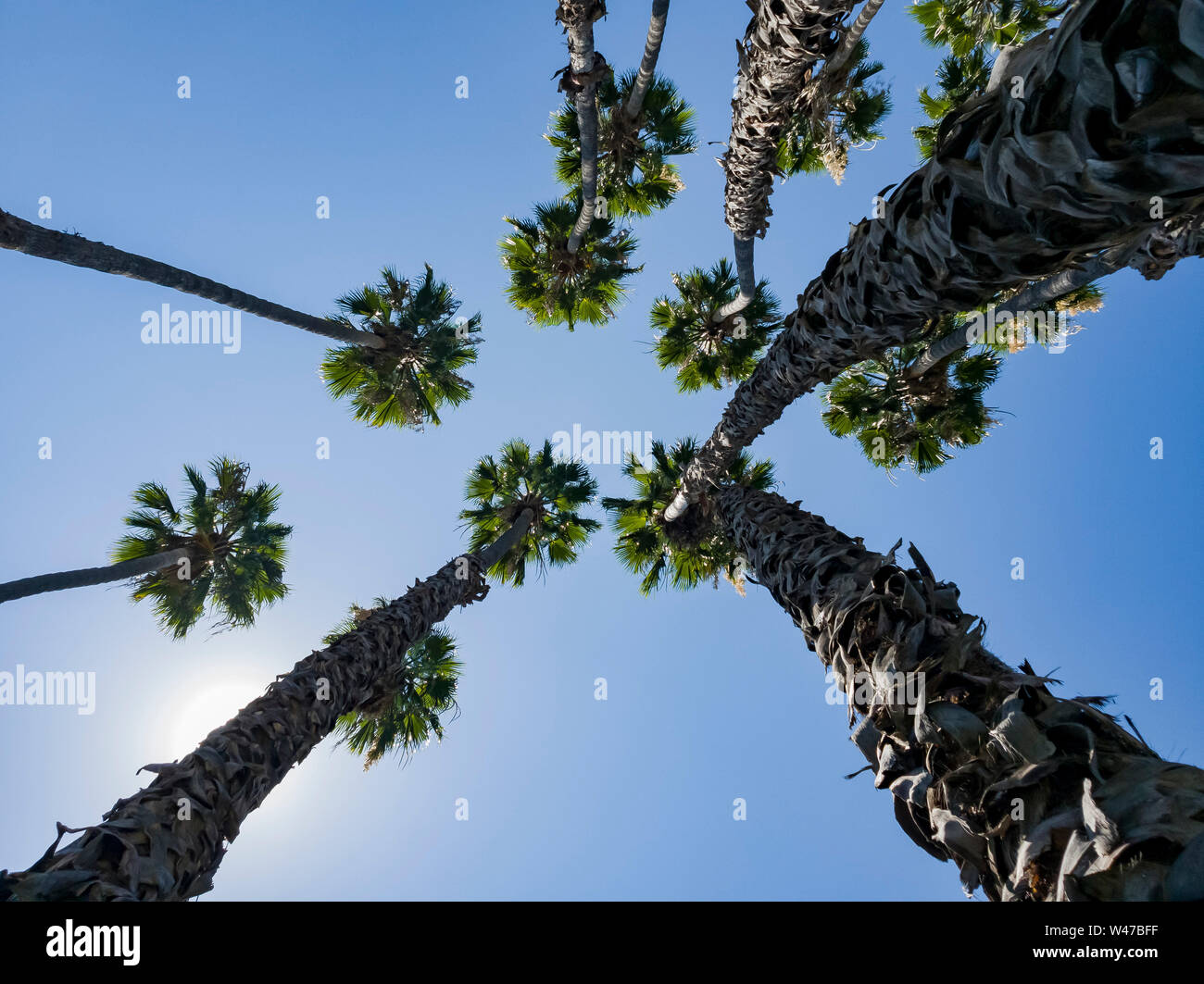 Looking up the palm tree at Los Angeles, California Stock Photo - Alamy