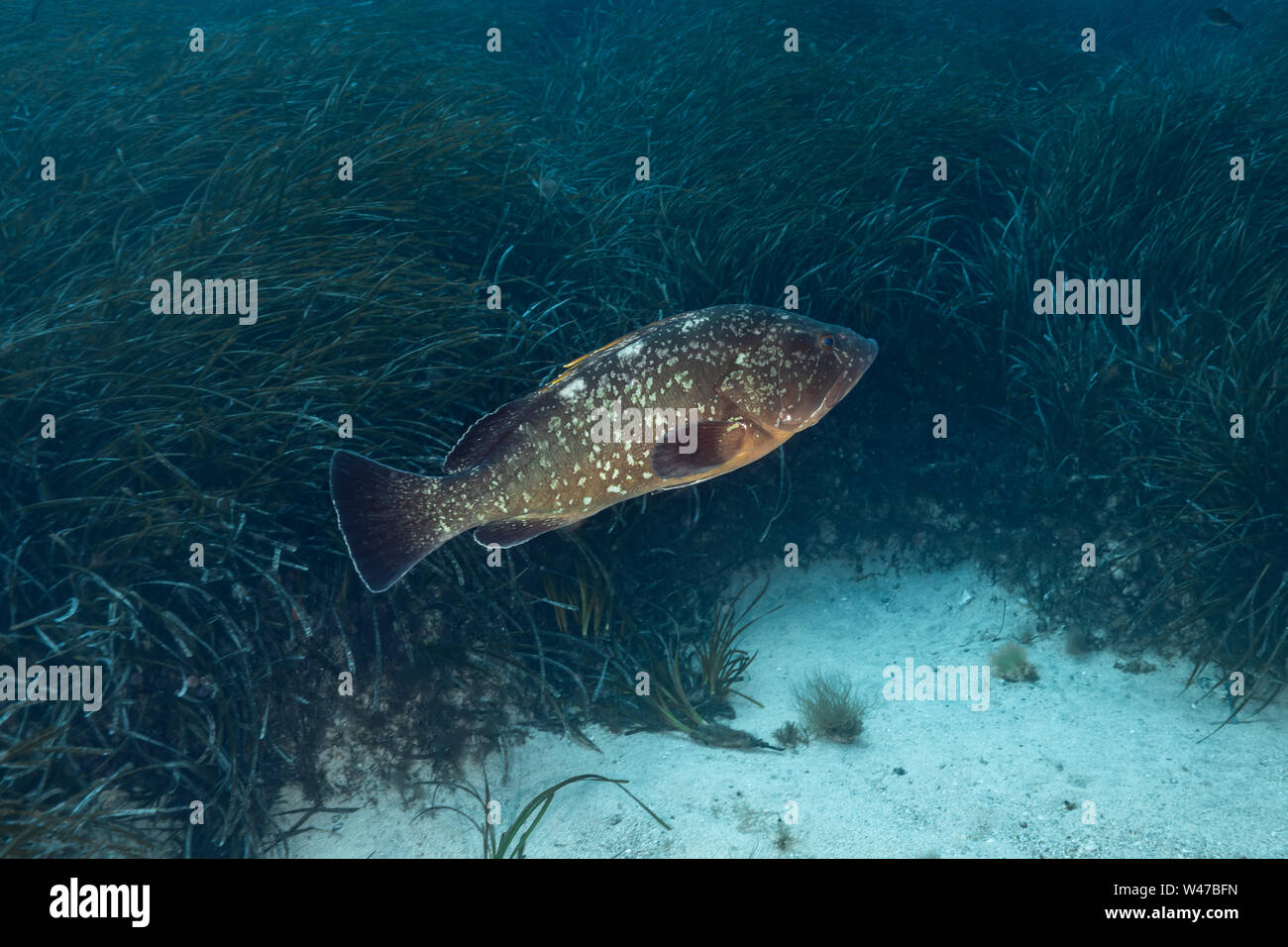 Dusky grouper-Mérou brun (Epinephelus marginatus) of mediterranean sea ...