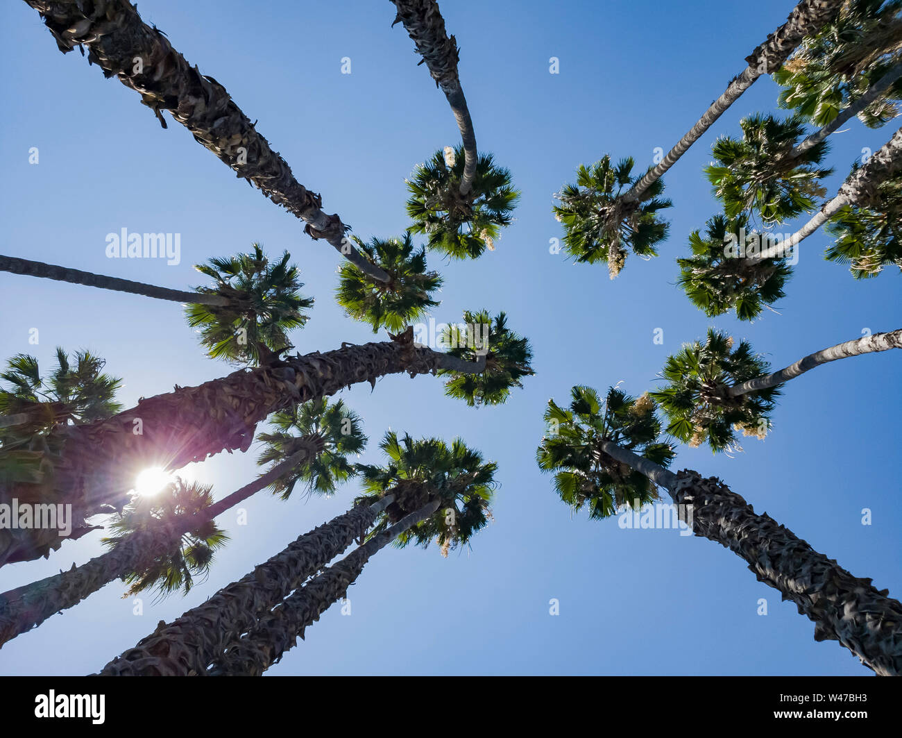 Looking up the palm tree at Los Angeles, California Stock Photo - Alamy