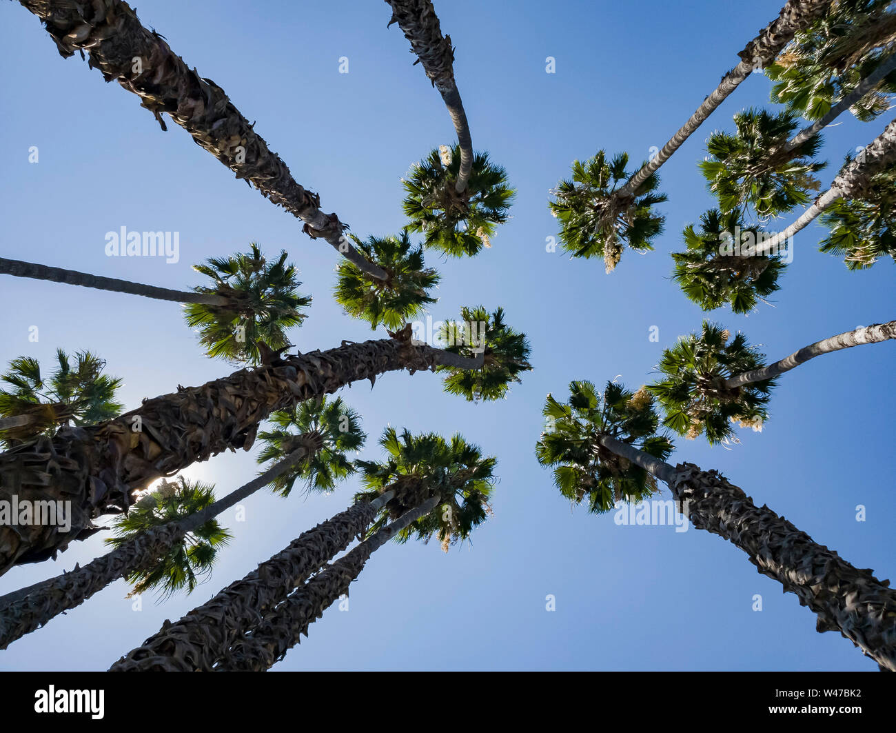 Arcadia california palm hi-res stock photography and images - Alamy