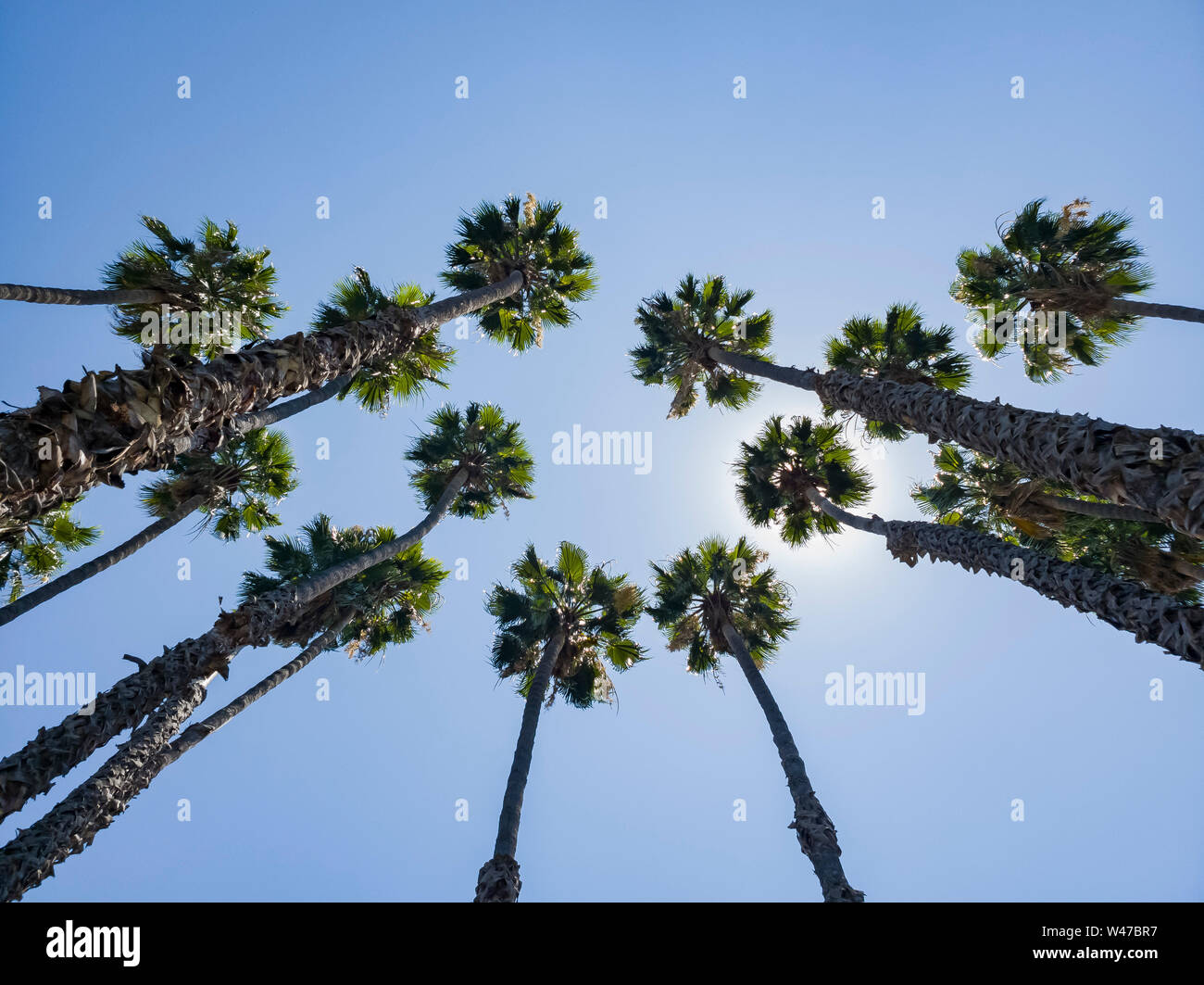Arcadia california palm hi-res stock photography and images - Alamy