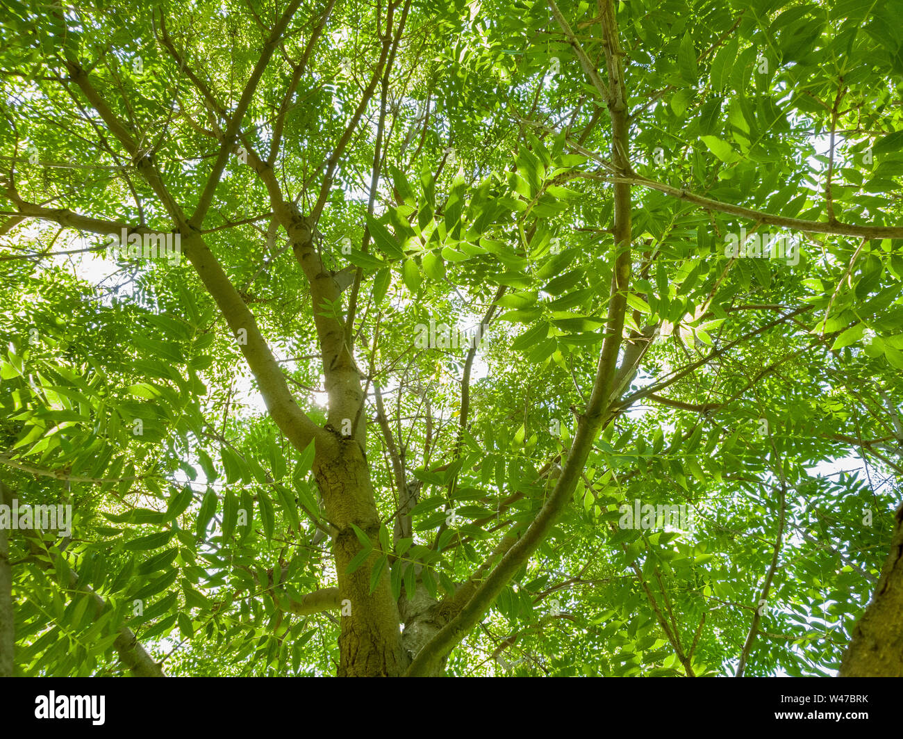 Look up at trees hi-res stock photography and images - Alamy