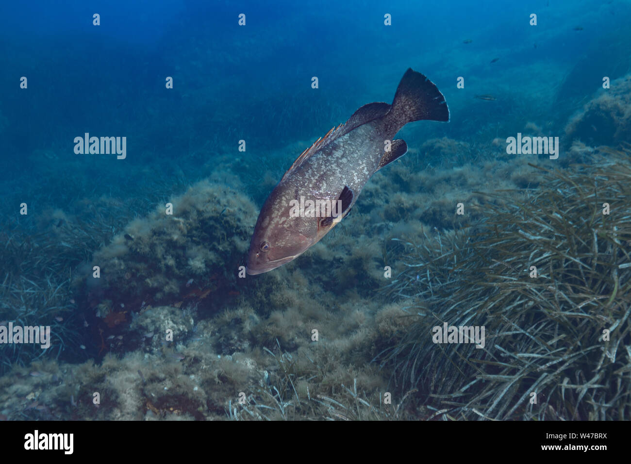 Merou brun hi-res stock photography and images - Alamy