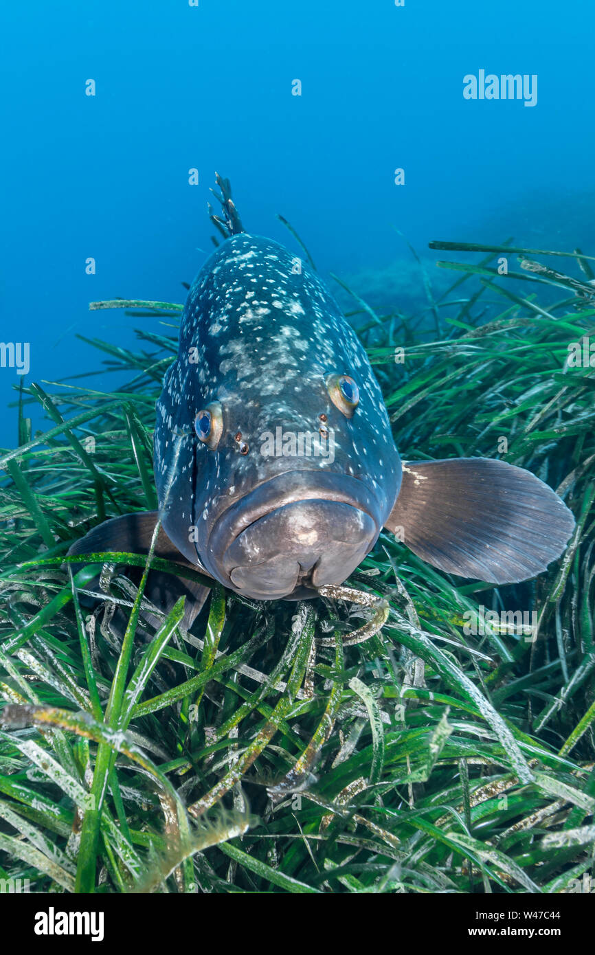 Dusky grouper-Mérou brun (Epinephelus marginatus) of mediterranean sea ...