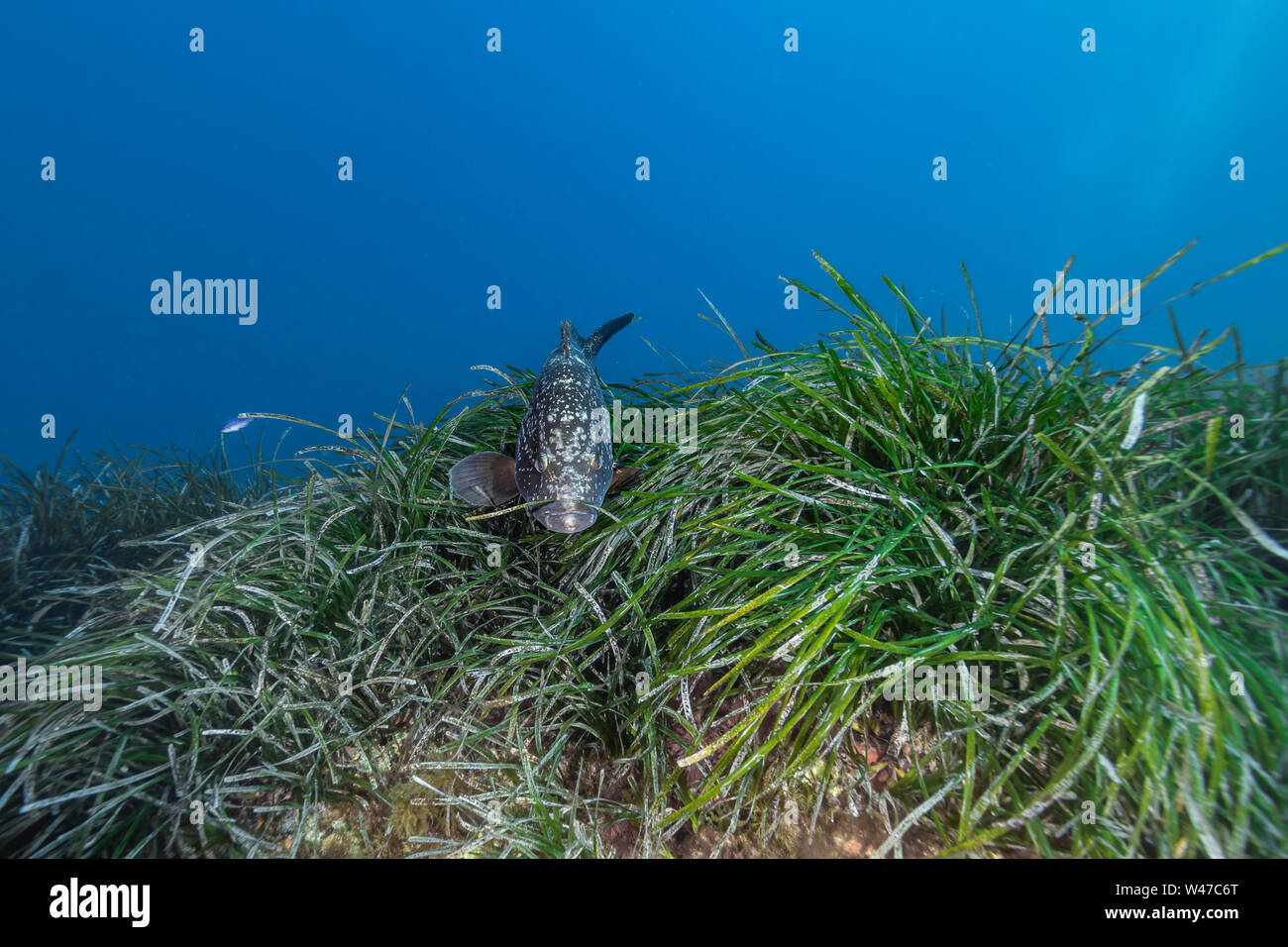 Merou brun hi-res stock photography and images - Alamy