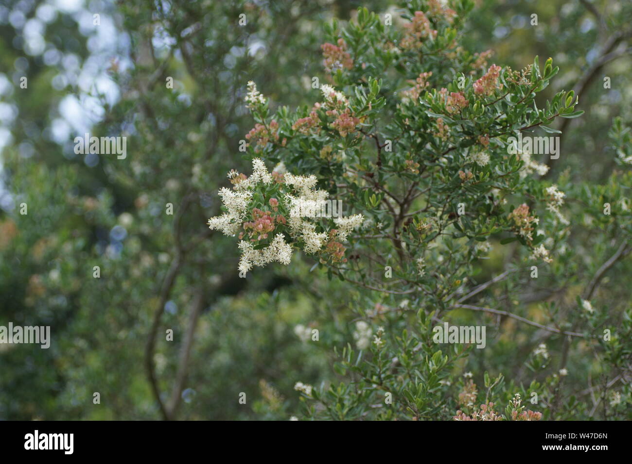 Bursaria plant hi-res stock photography and images - Alamy