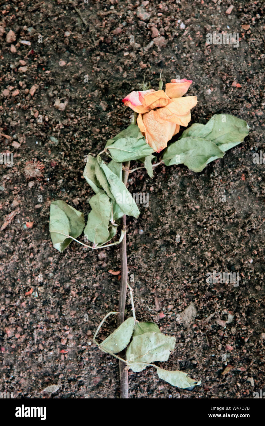 rose of lost love trampled on road. unnecessary, unfulfilled hopes and ...