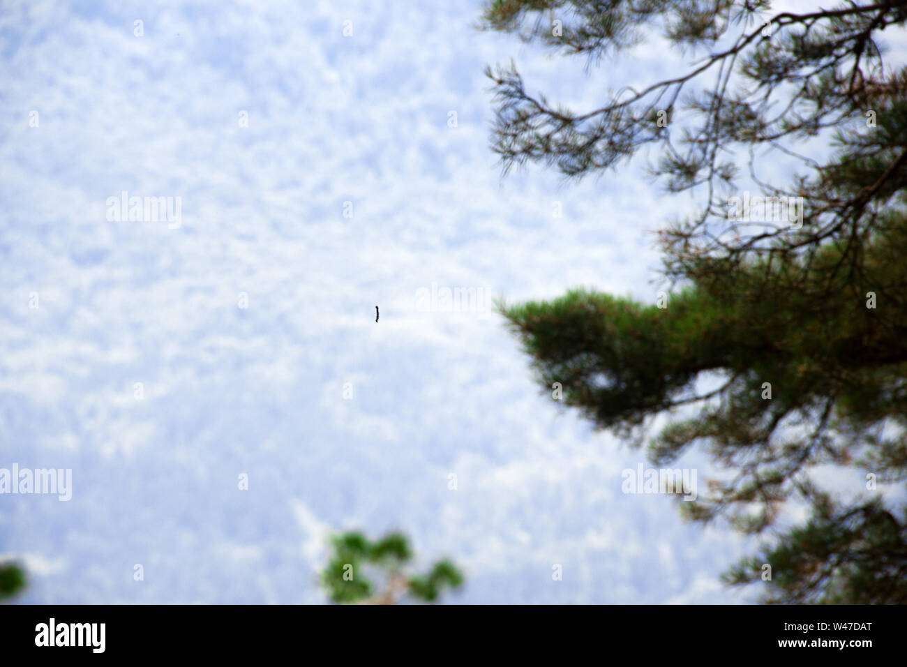 Gypsy moth larvae tree hi-res stock photography and images - Alamy