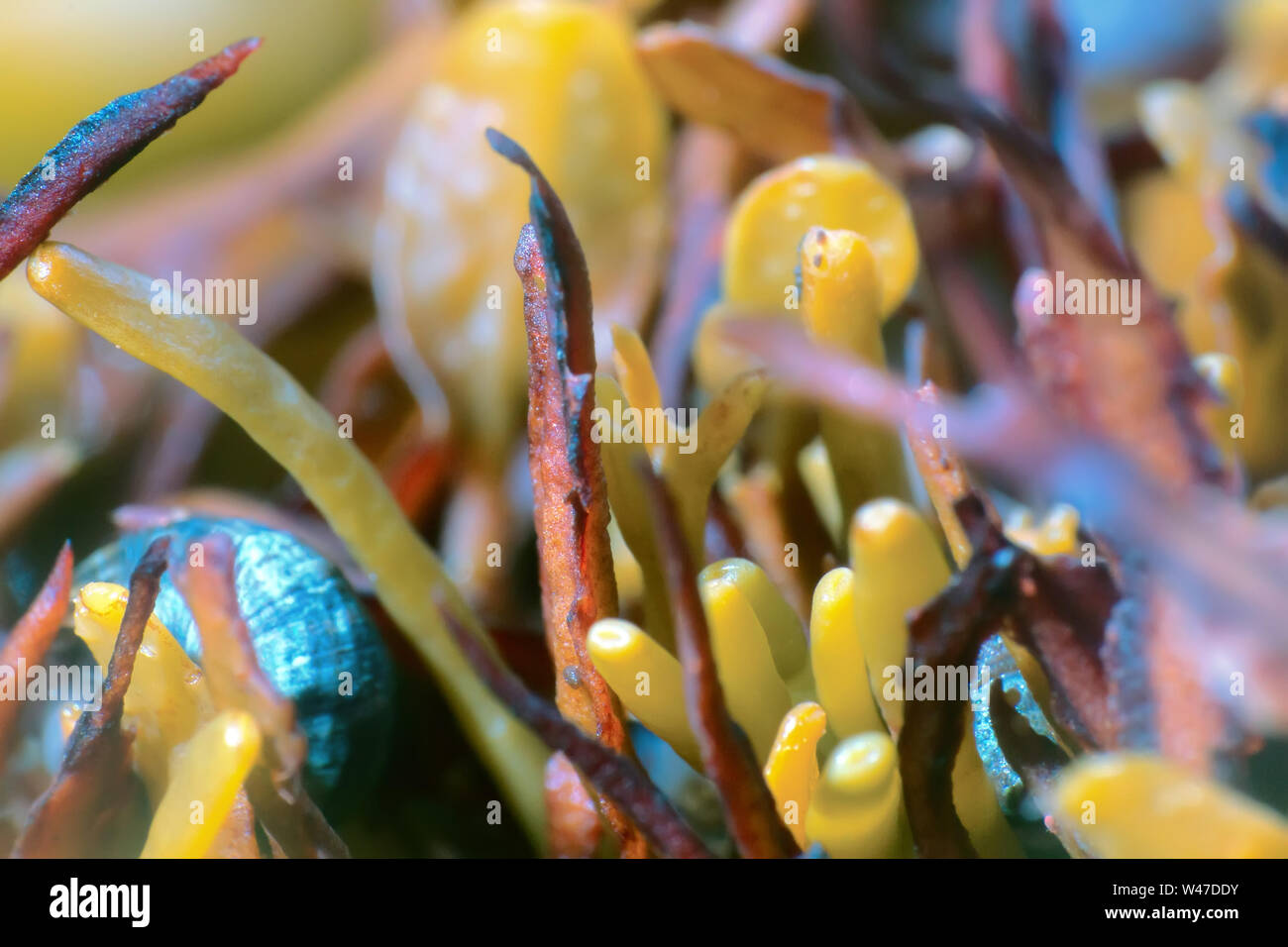 Brown algae, Bady wrack (fucus). macro of algal body (blade. thallus ...