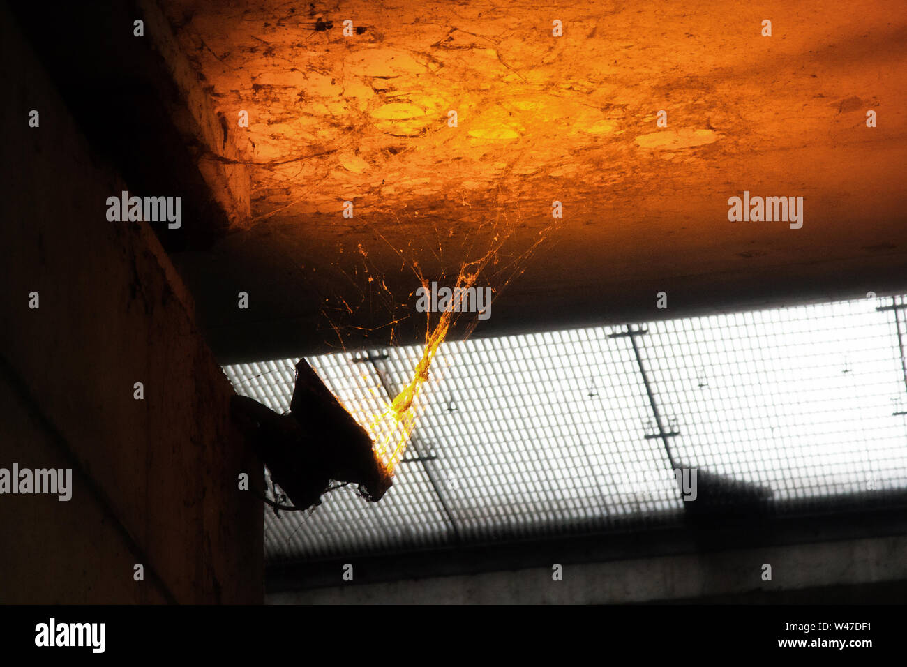 Terrible world of spiders and webs. Scary spider creatures in Halloween ...