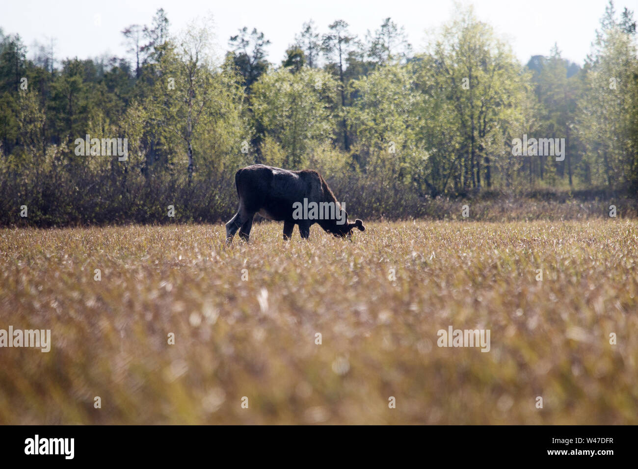 In spring moose eat young grass on floodplain meadows. Female ...