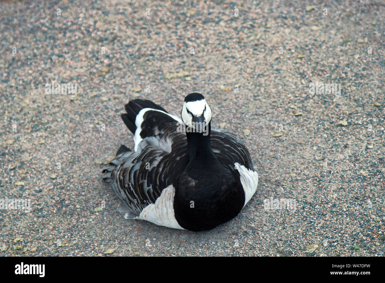 Geese barnacle goose (Branta leucopsis) sitting on the beach Stock ...