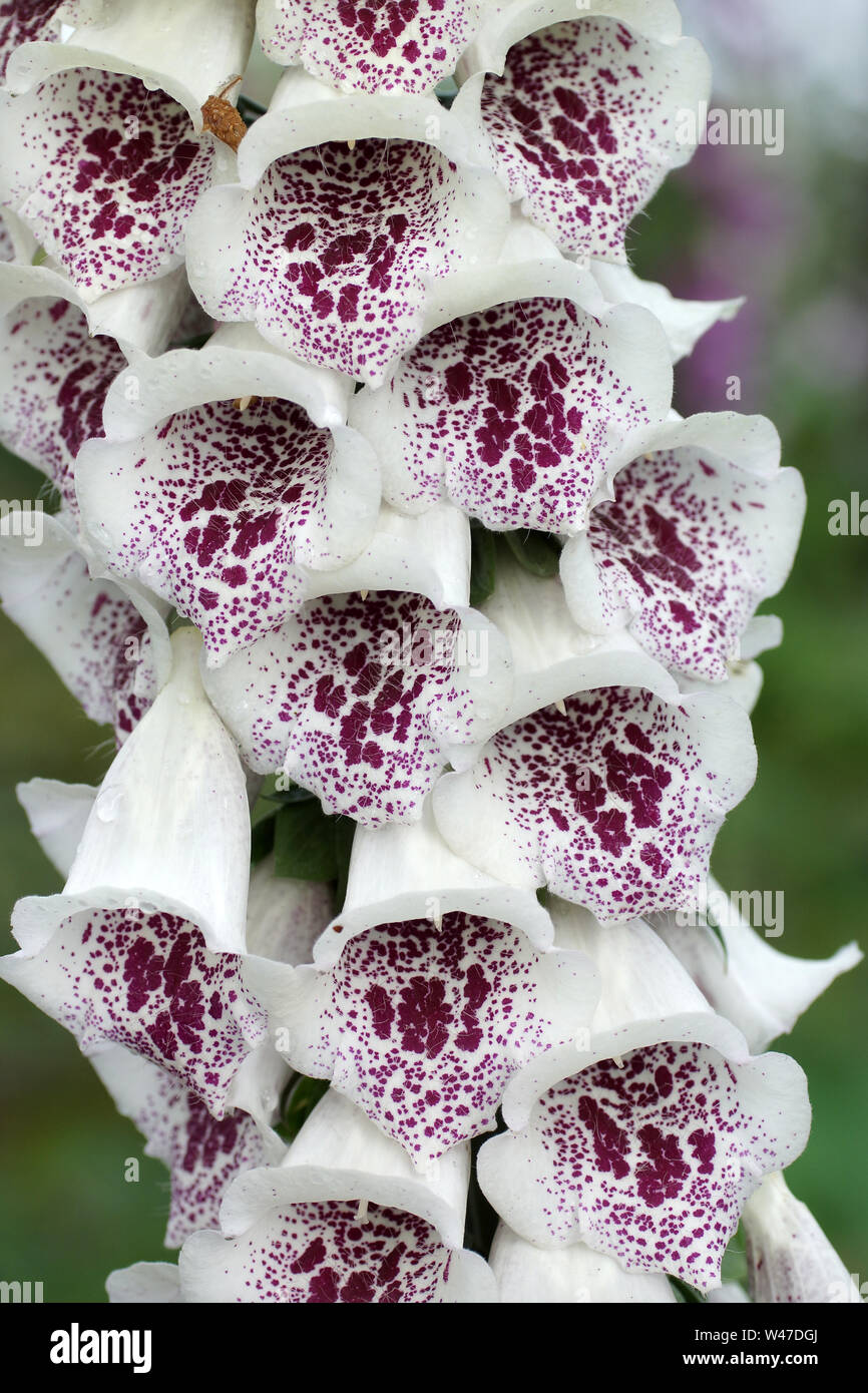 Foxglove uk garden hi-res stock photography and images - Alamy