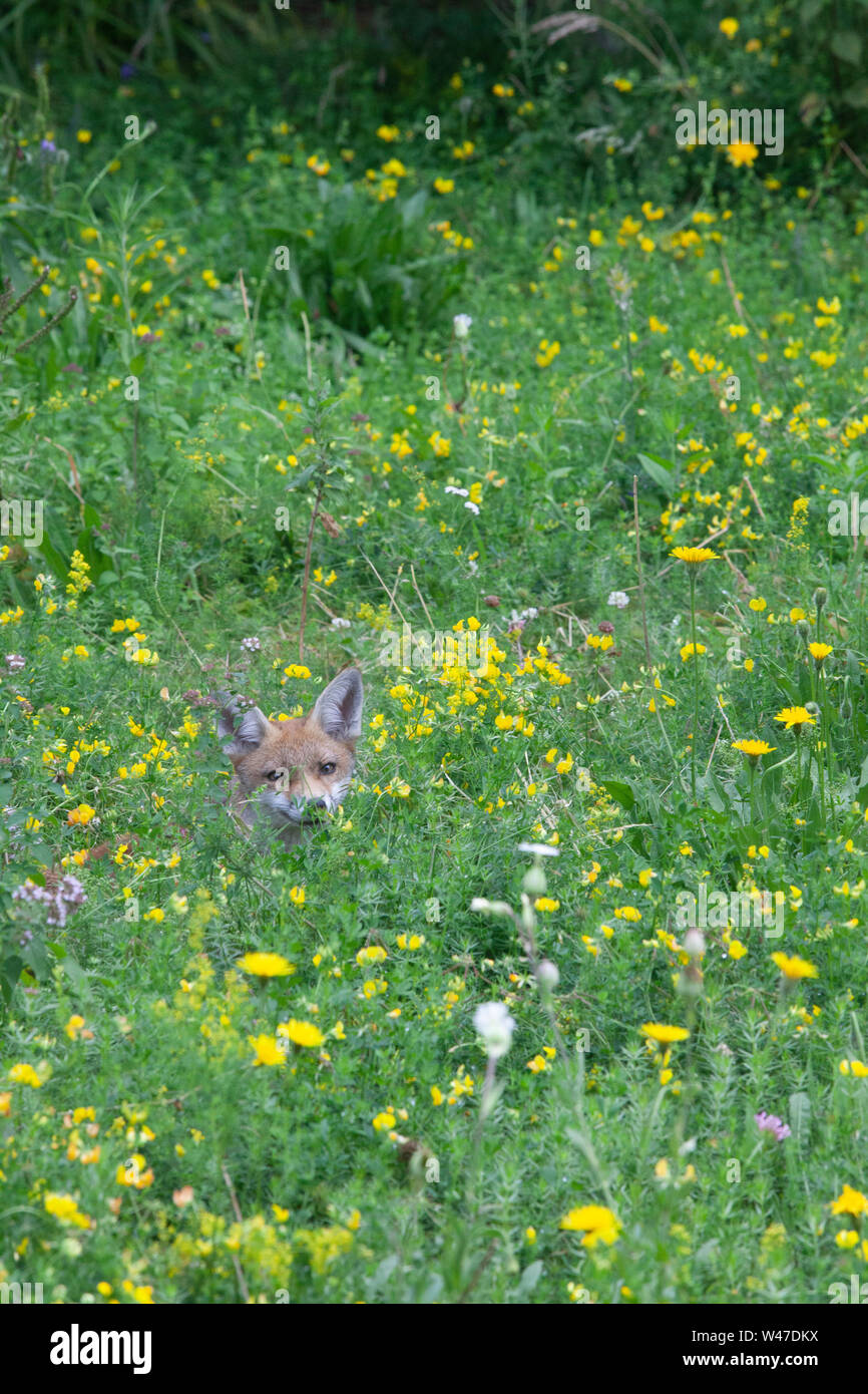 Rewilding wild flowers hi-res stock photography and images - Alamy
