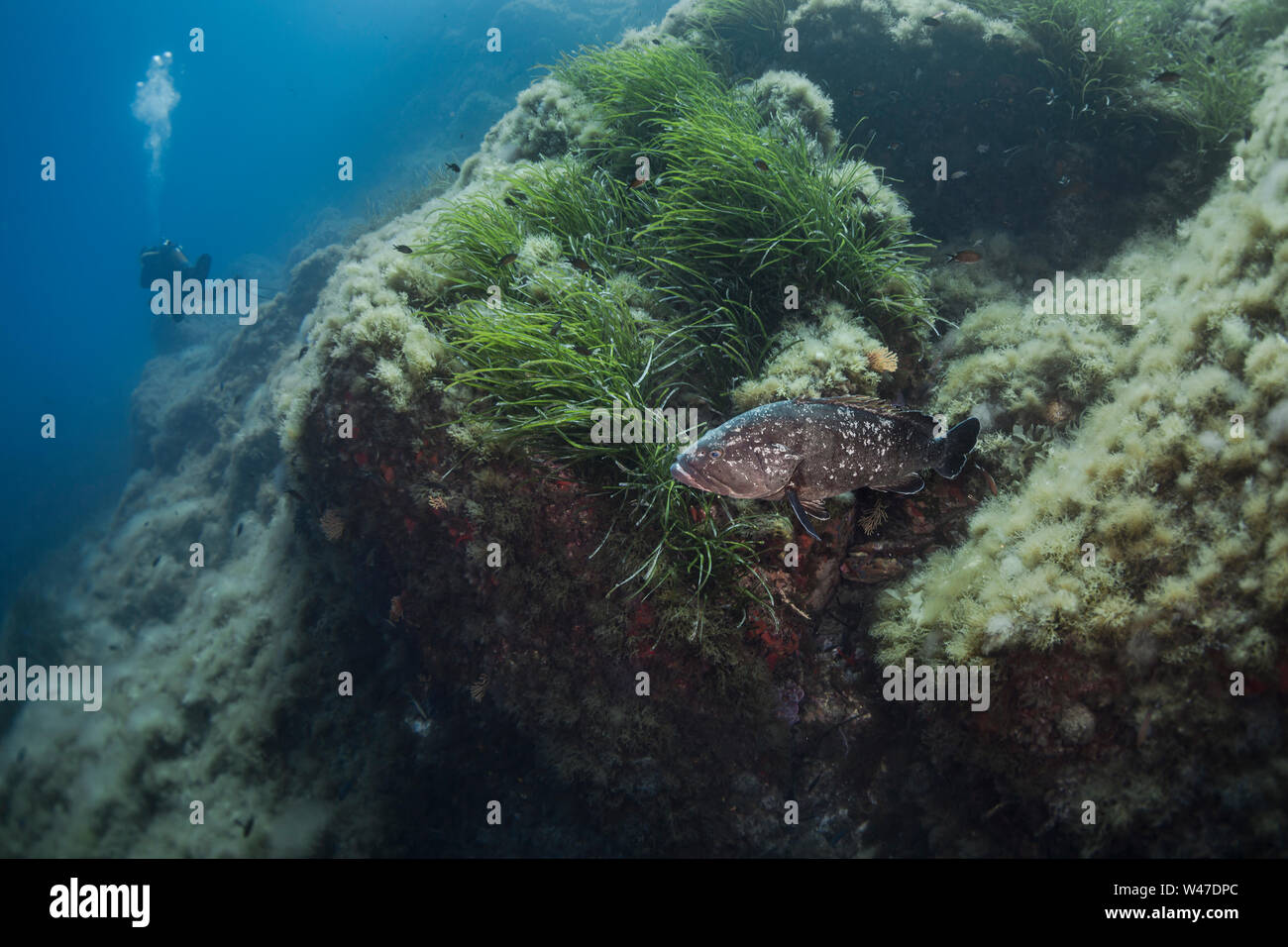 Dusky Grouper-Mérou brun (Epinephelus marginatus) of Mediterranean sea ...