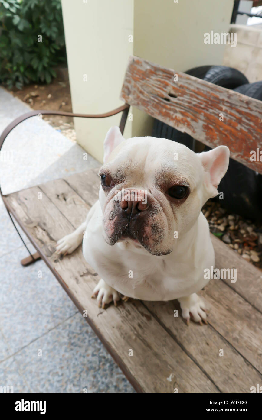 French bulldog, dog or sitting french bulldog on the bench Stock Photo ...