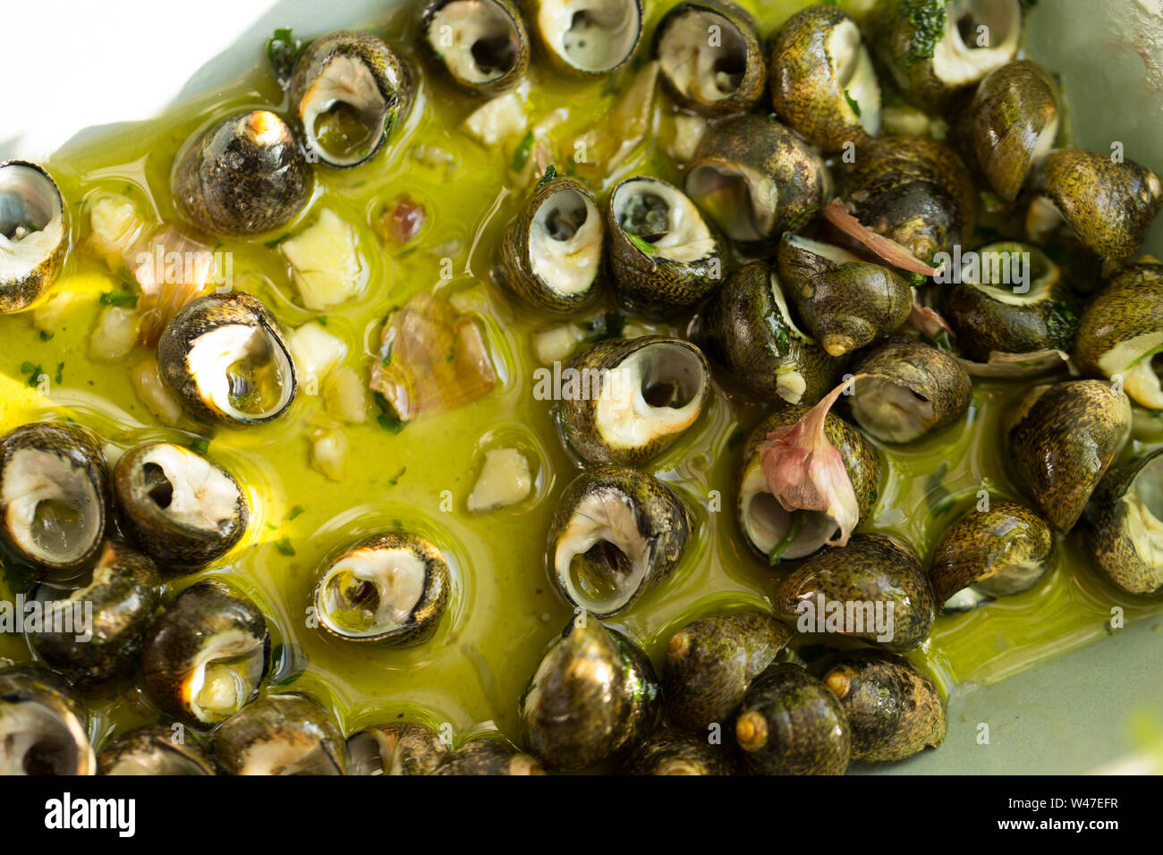 Thick Top shells, Phorcus lineatus, that were gathered seafood foraging ...