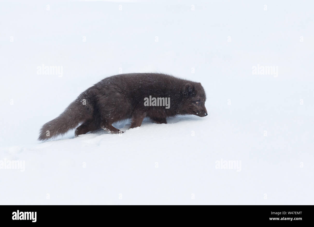 Female arctic fox in hi-res stock photography and images - Alamy