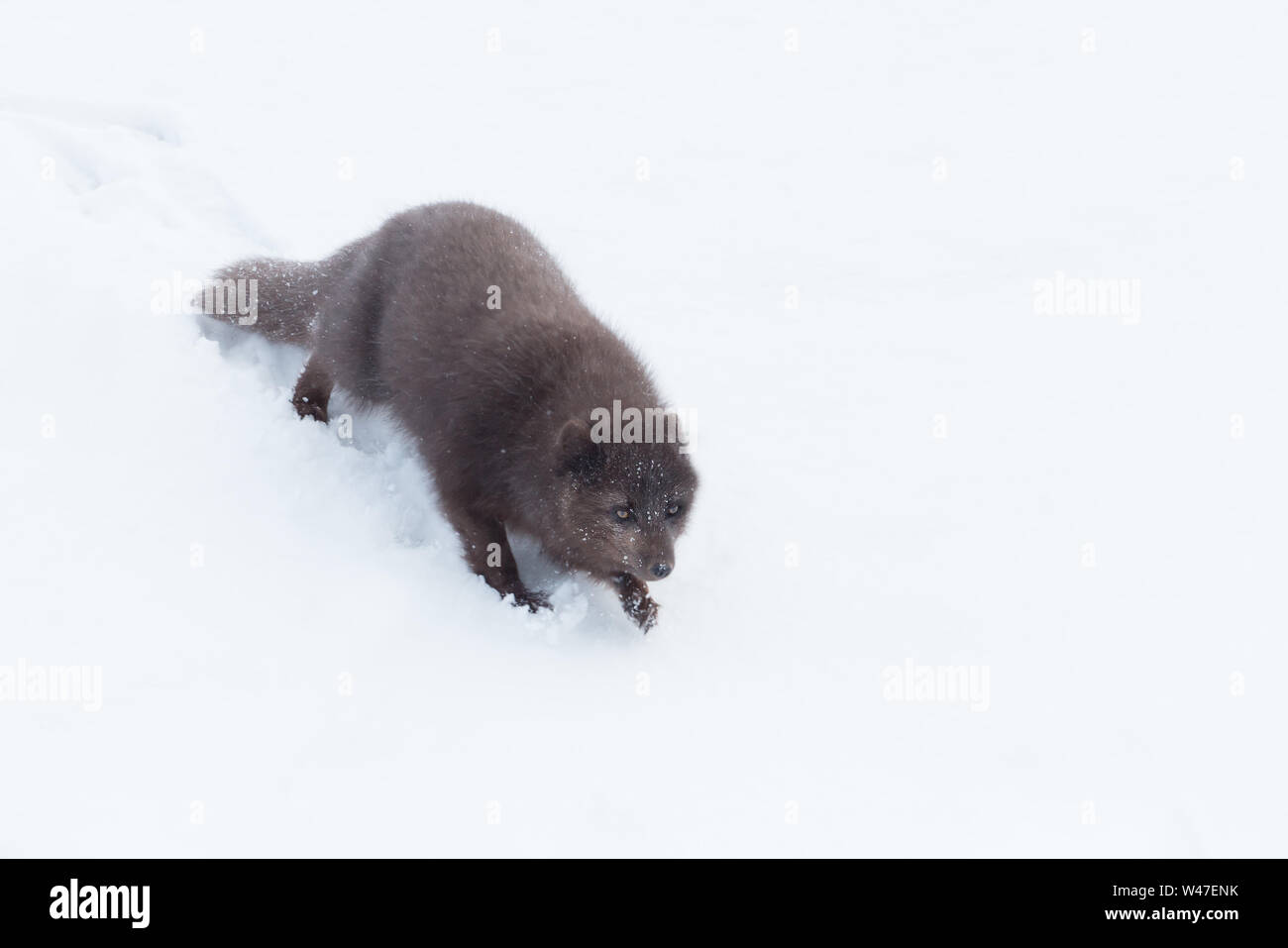 Close up of an Arctic fox sliding from a snowy hill in winter, Iceland ...