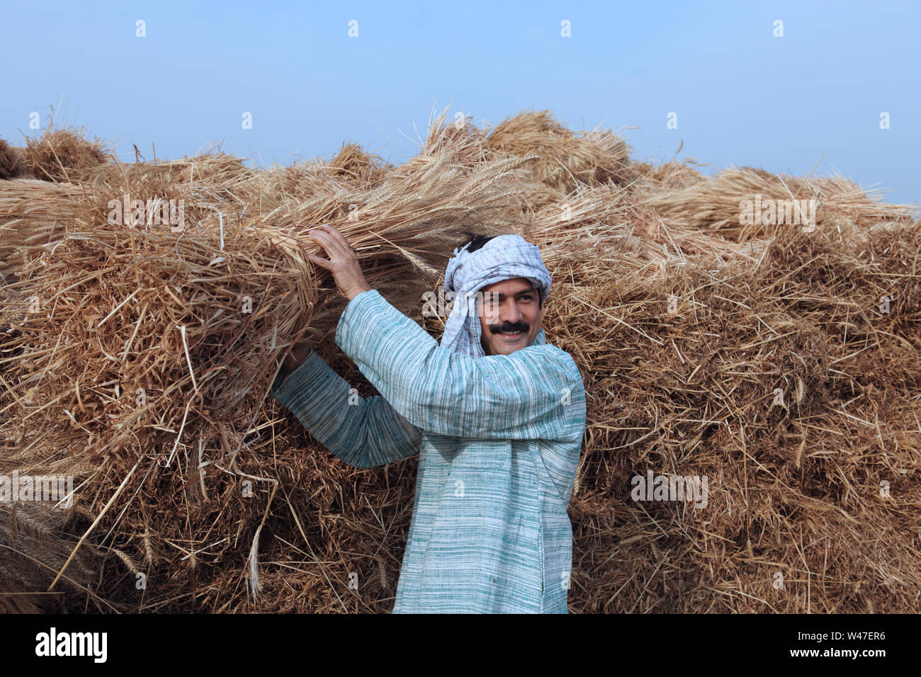 Farmer carrying bundle of wheat crop in a field Stock Photo - Alamy