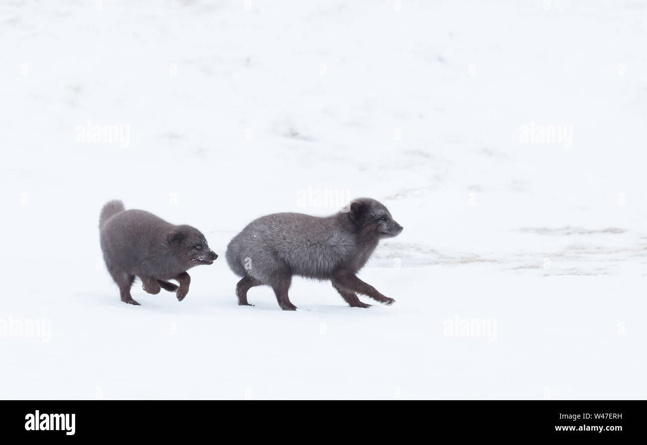 Foxes mating hi-res stock photography and images - Alamy