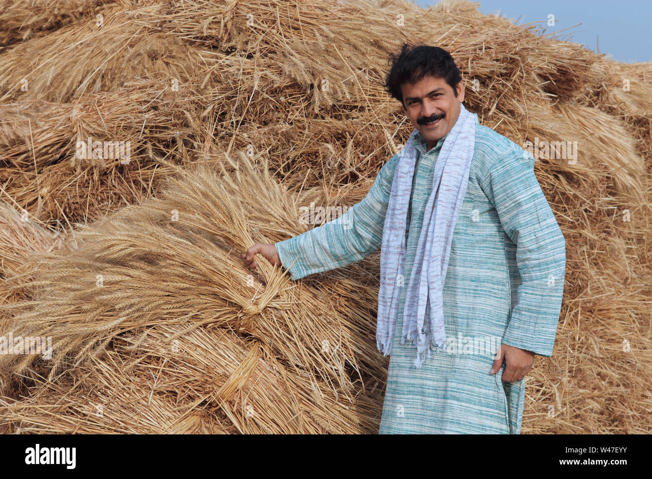 Wheat Bundle In Field
