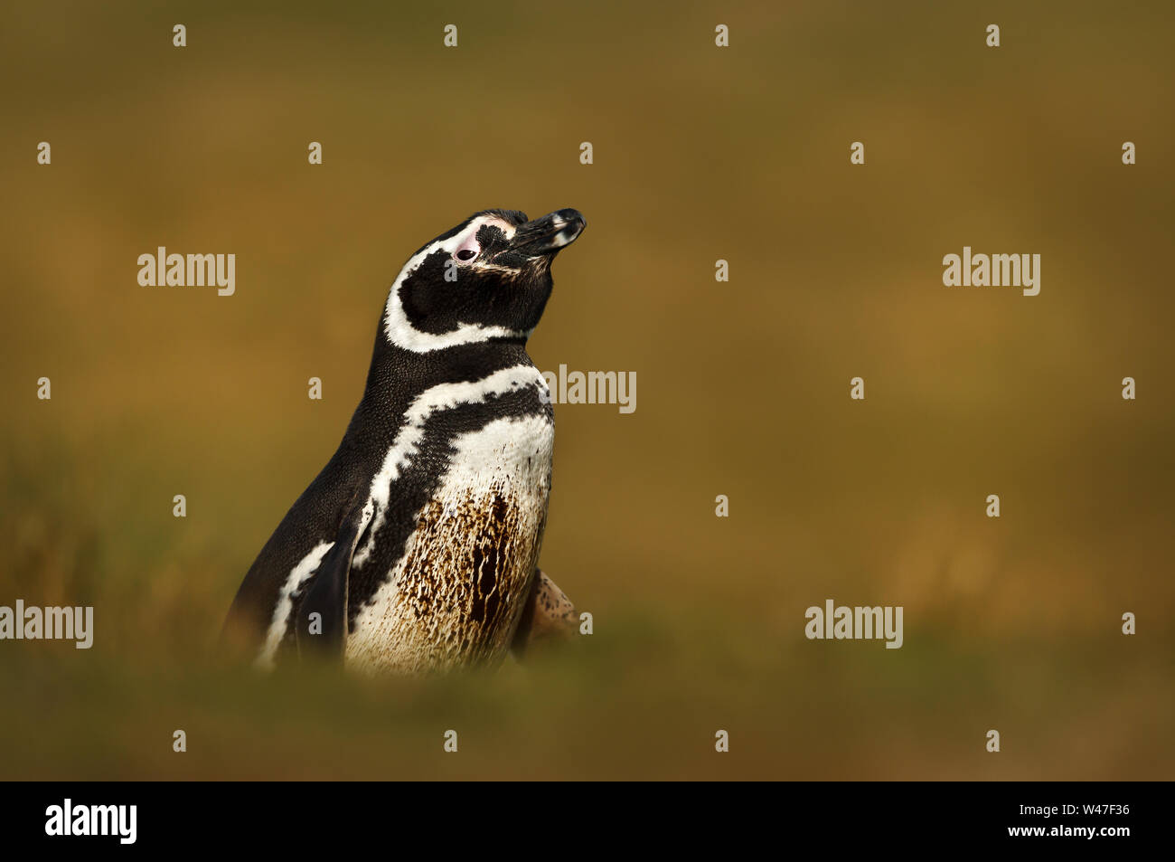 Close up of a Magellanic penguin in grass on a sunny afternoon ...