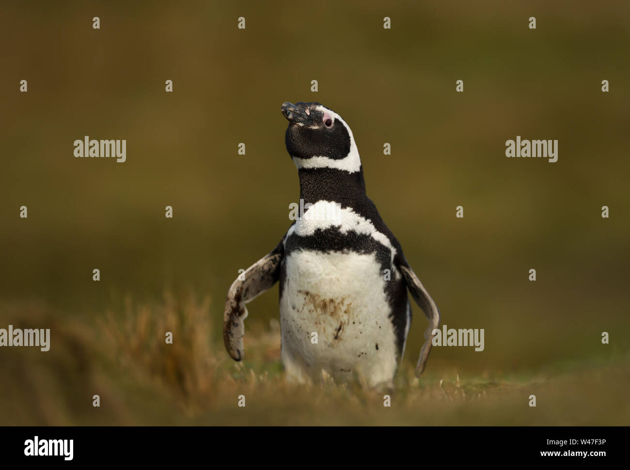 Close up of a Magellanic penguin in grass on a sunny afternoon ...