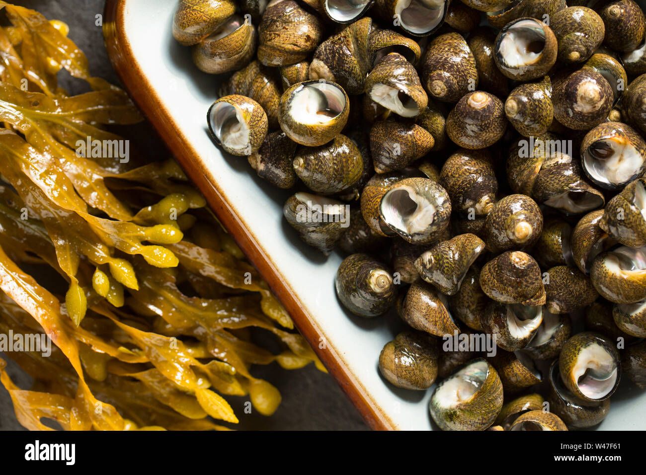 Thick top shell british isles hi-res stock photography and images - Alamy