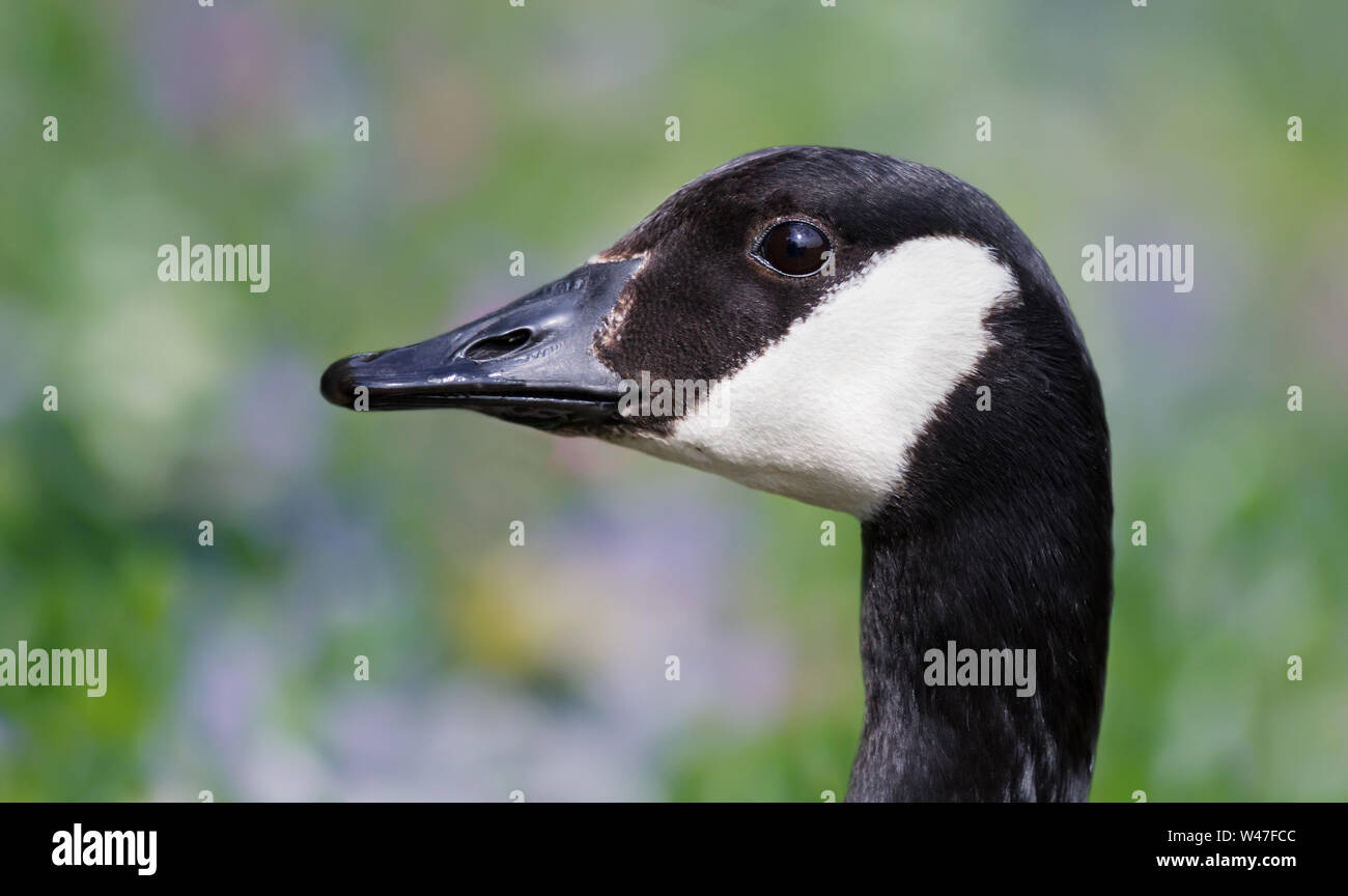 Portrait of Canada goose (Branta canadensis), UK Stock Photo - Alamy