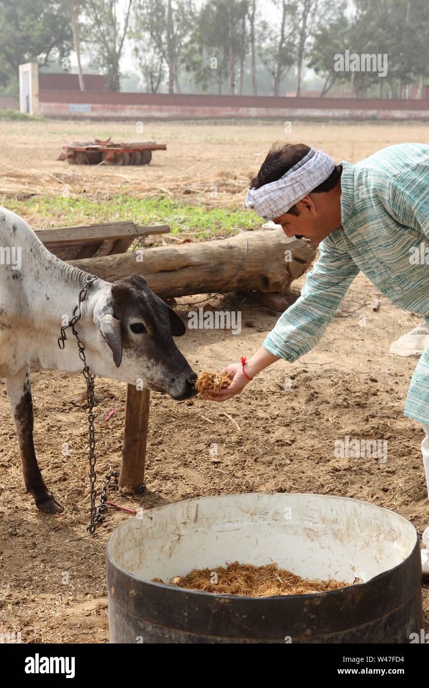 Farmer feeding a cow Stock Photo - Alamy