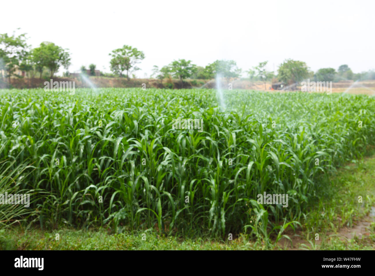 Indian irrigation system hi-res stock photography and images - Alamy